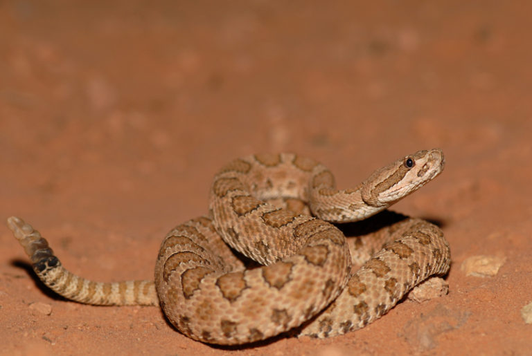 11 of the Most Dangerous Animals in Colorado - Krebs Creek