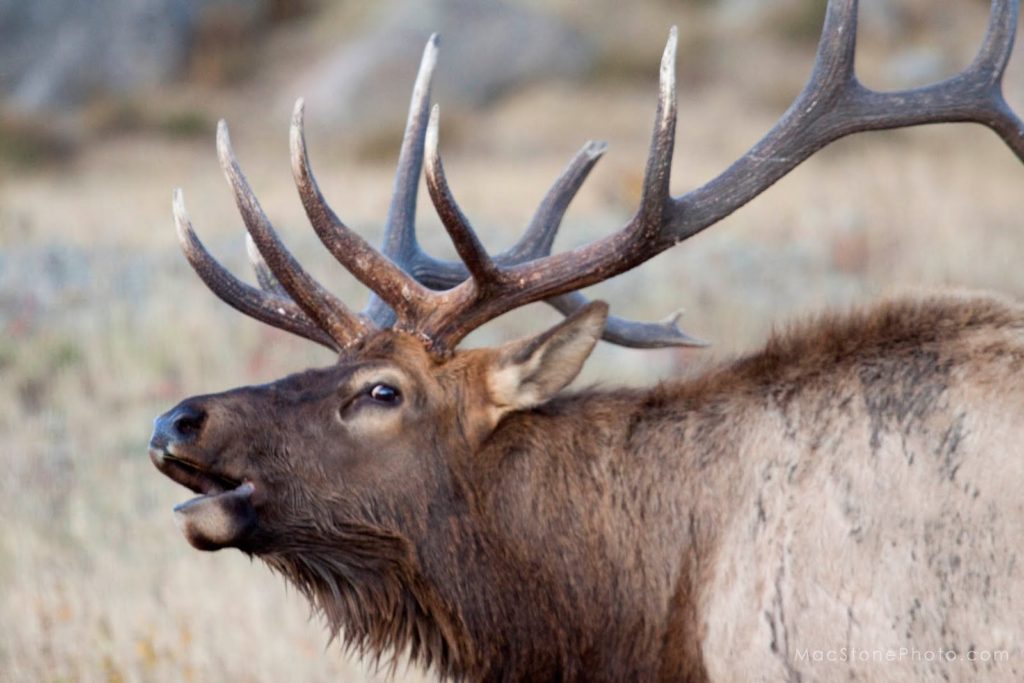 Elk Subspecies Of North America - Krebs Creek