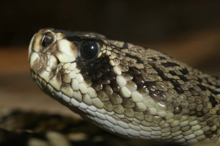 9 Venomous Snakes in Alabama: Identification, Habitat & Safety Tips ...