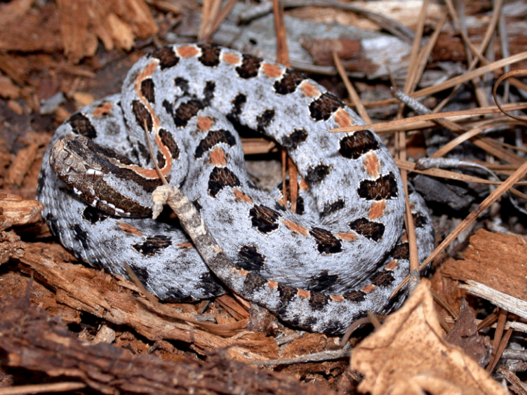 9 Venomous Snakes in Alabama: Identification, Habitat & Safety Tips ...