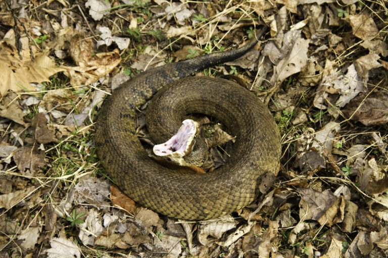 9 Venomous Snakes in Alabama: Identification, Habitat & Safety Tips ...