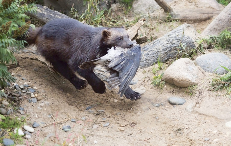 Wolverines Are Large Fierce Members of The Weasel Family - Krebs Creek