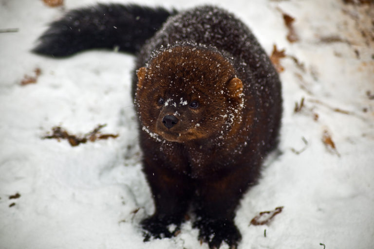 Fisher Cats in Maine - Krebs Creek