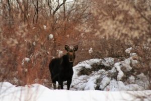 11 of the Most Dangerous Animals in Colorado - Krebs Creek