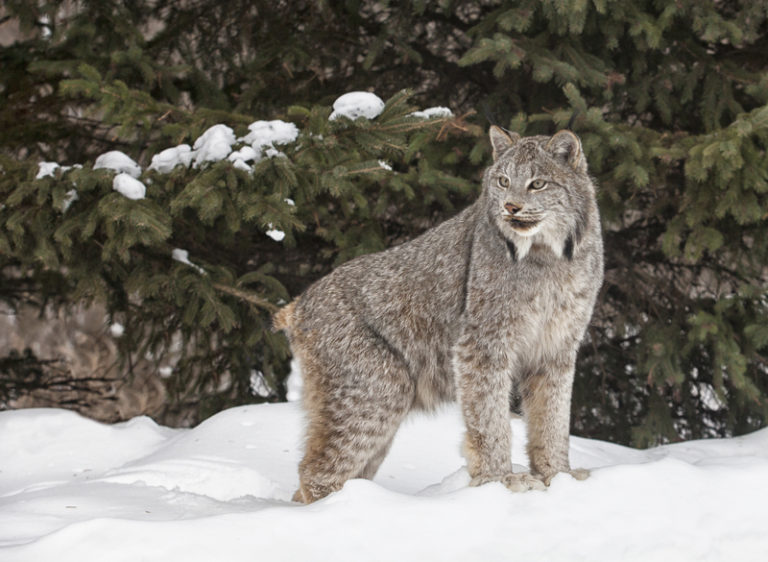 Wild Cats in Michigan - Krebs Creek