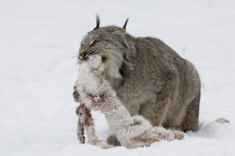 Wildcats in Oregon: Investigating Mountain Lions, Bobcats, and Canada ...
