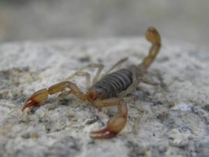 3 Scorpions in Oregon - Krebs Creek