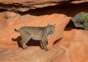 Wild Cats in Indiana - Krebs Creek