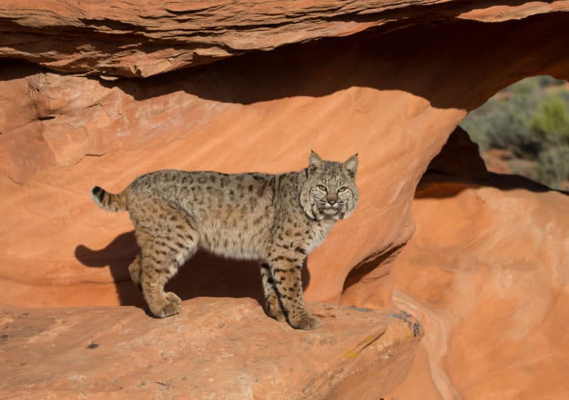 Wild Cats In Oklahoma Krebs Creek