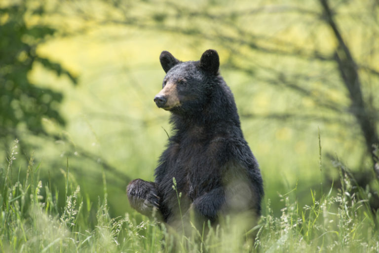 Bears in Georgia - Krebs Creek