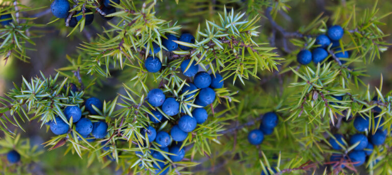 9 Wild Berries in Arizona - Krebs Creek