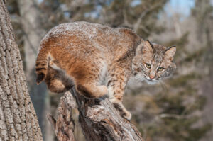 The 2 Native Wild Cats in Ohio - Krebs Creek