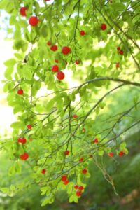 9 Edible Wild Berries in Oregon - Krebs Creek