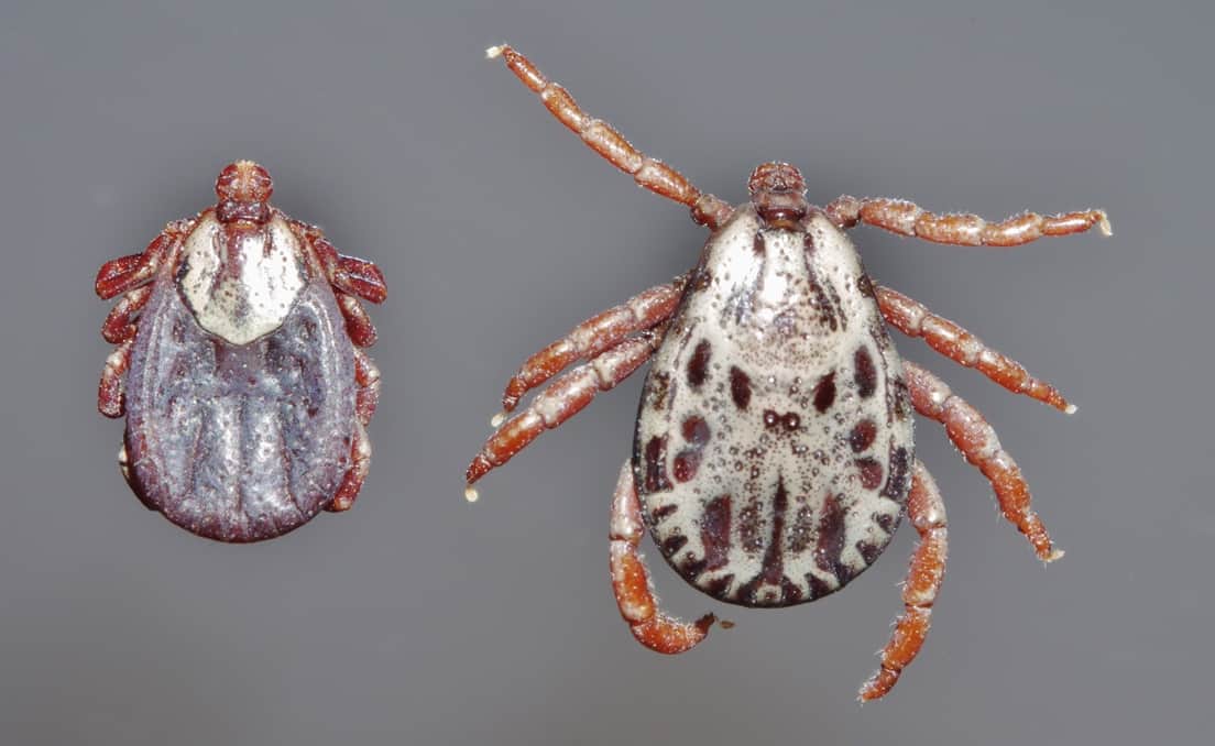 14 of the Most Dangerous Animals in Montana - Krebs Creek
