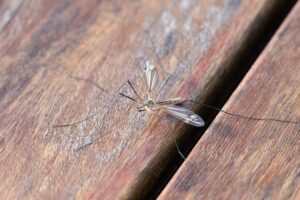 11 of the Most Dangerous Animals in Colorado - Krebs Creek