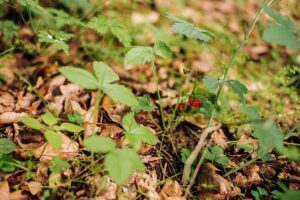 Wild Berries in Colorado - Krebs Creek