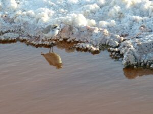 Where Do Wild Animals Get Salt? - Krebs Creek