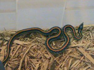 Venomous Snakes of Connecticut - Krebs Creek