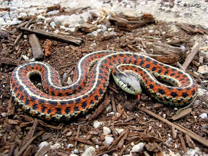 Venomous Snakes of Colorado - Krebs Creek