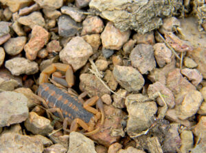 Scorpions in Colorado - Krebs Creek
