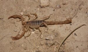 3 Scorpions in Oregon - Krebs Creek