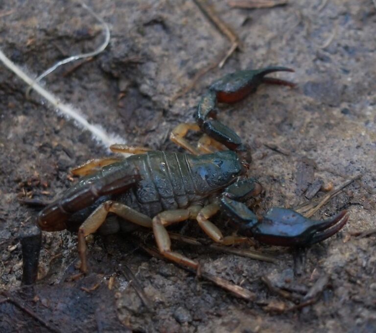 3 Scorpions in Oregon - Krebs Creek
