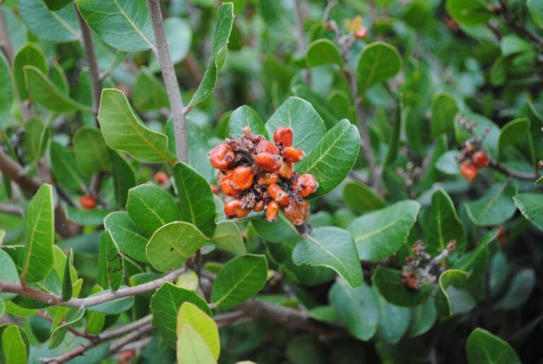 9 Wild Berries in Arizona - Krebs Creek