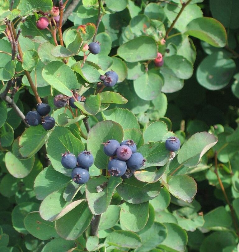 9 Wild Berries in Arizona - Krebs Creek