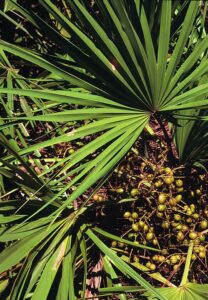 9 Wild Berries in Florida - Krebs Creek